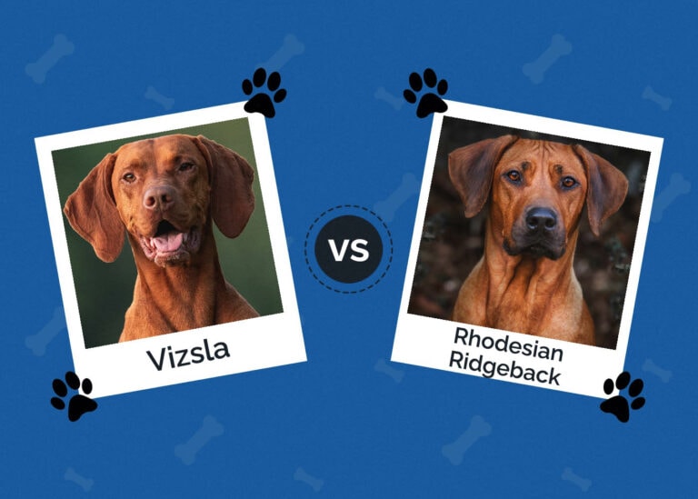5 Most Common Vet-Reviewed Rhodesian Ridgeback Health Issues | Hepper ...