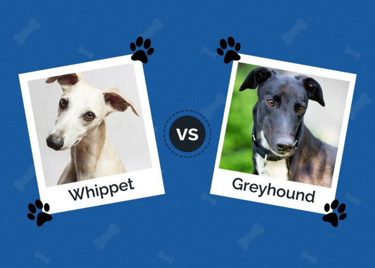 Whippet vs. Greyhound: What Are the Differences? (With Pictures ...