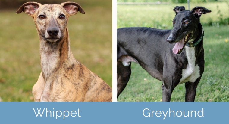 Whippet vs. Greyhound: What Are the Differences? (With Pictures ...