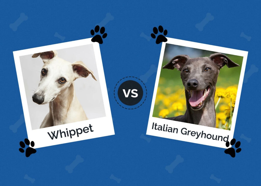 Whippet vs. Italian Greyhound: What’s the Difference? | Hepper Pet ...