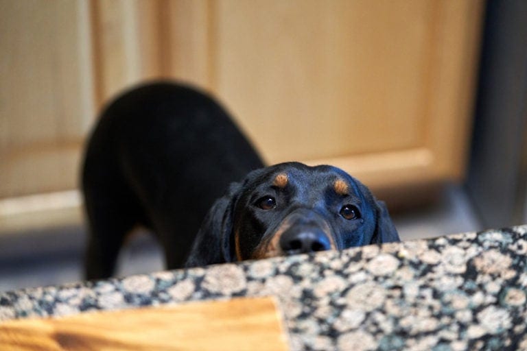 22 Ways to Dog-Proof Your Home (With Pictures) | Hepper Pet Resources