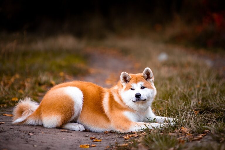 220+ Amazing Names for Akitas: Ideas for Brave & Strong Dogs | Hepper ...