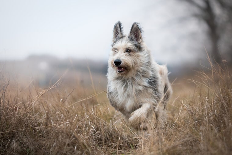 15 Dog Breeds With Long Tails (With Info & Pictures) | Hepper Pet Resources