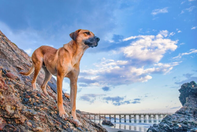Black Mouth Cur Dog: Breed Info, Pictures, Temperament & Traits ...