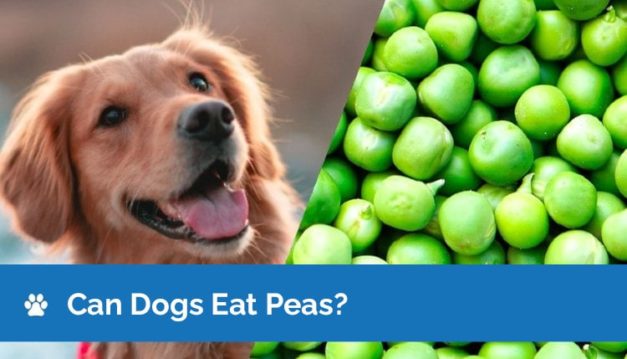 Can Dogs Eat Peas? Nutrition Facts & FAQ | Hepper Pet Resources
