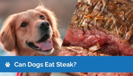 Can Dogs Eat Steak? Vet-Reviewed Facts & Safety Guide | Hepper Pet ...