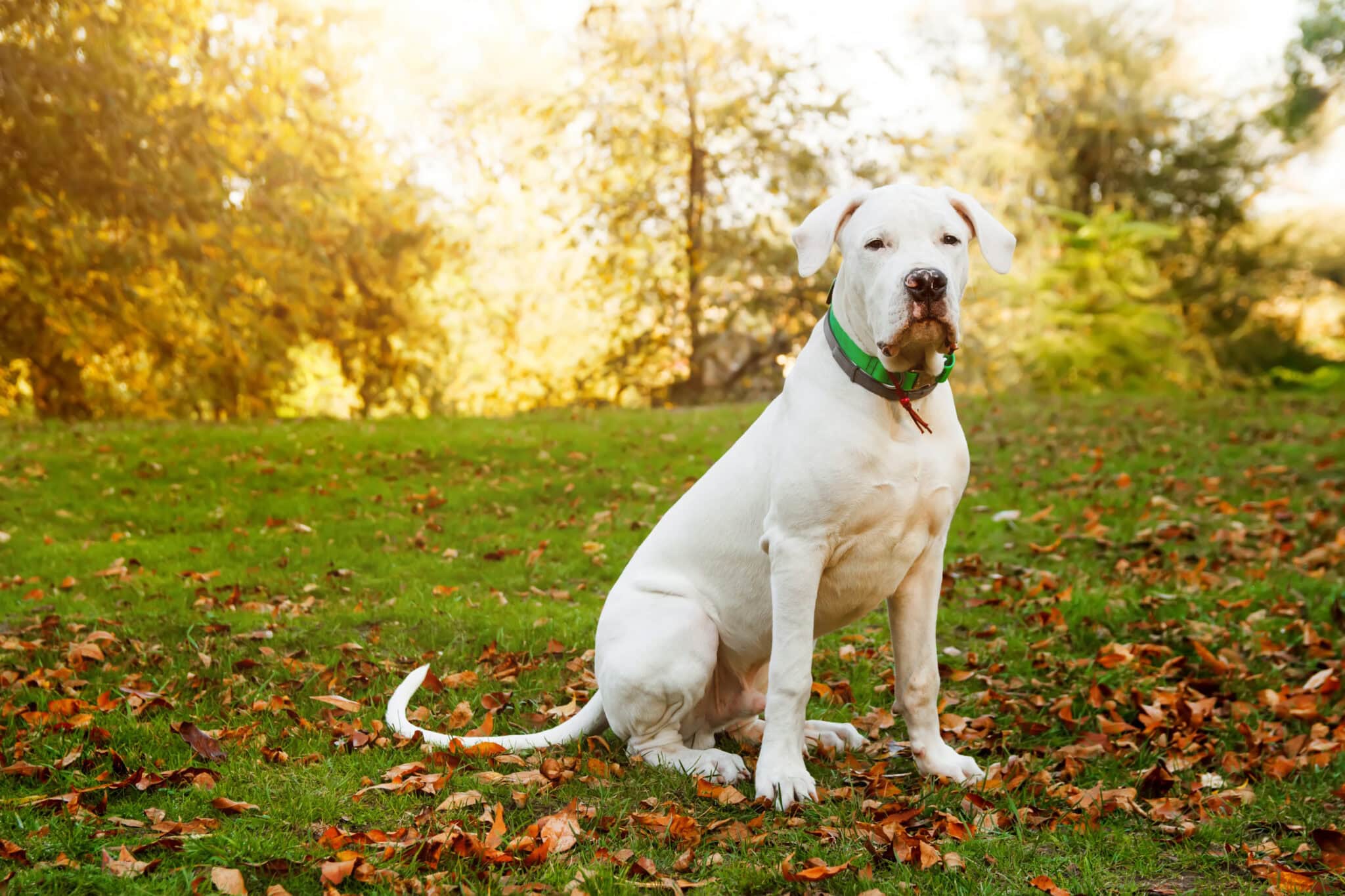 20 White Dog Breeds: Small, Big, Fluffy, & More (With Info & Pictures ...