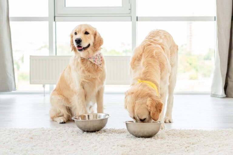 10 Great Places to Buy Dog Food in Bulk 2026: Wholesale, Deals & Prices ...