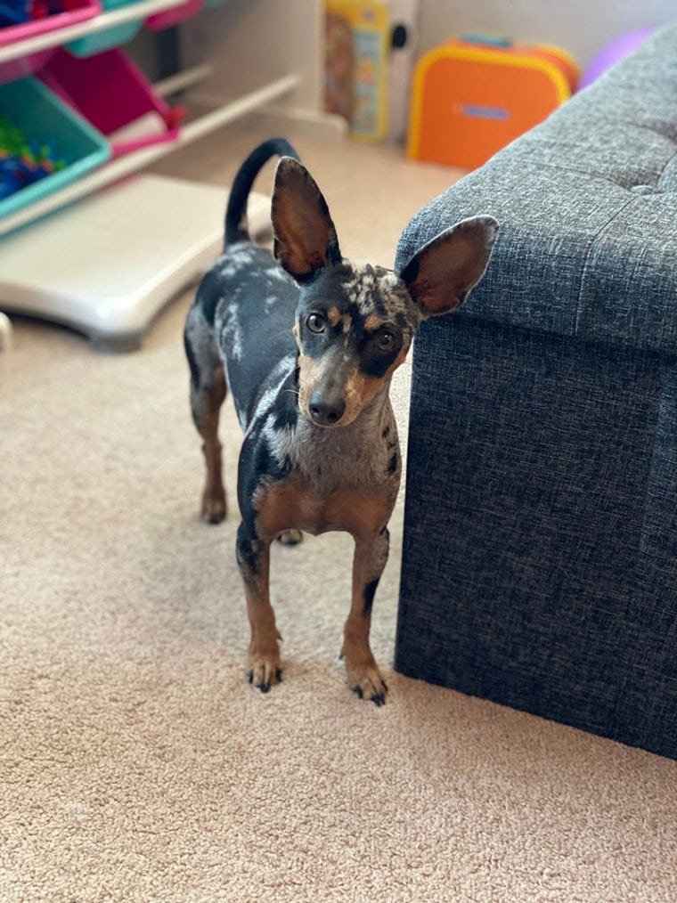 46 Dog Breeds That Start With H: Complete List (With Info & Pictures ...