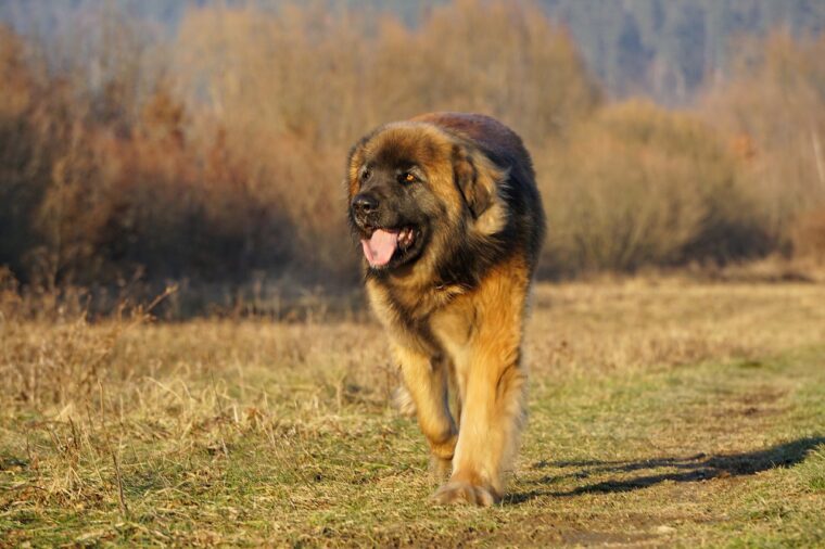 8 Orange Dog Breeds: Info, Pictures, Facts & History | Hepper Pet Resources