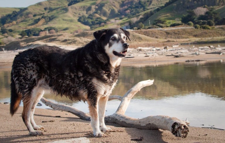 27 Dog Breeds That Start with N (with Pictures) - Complete List ...