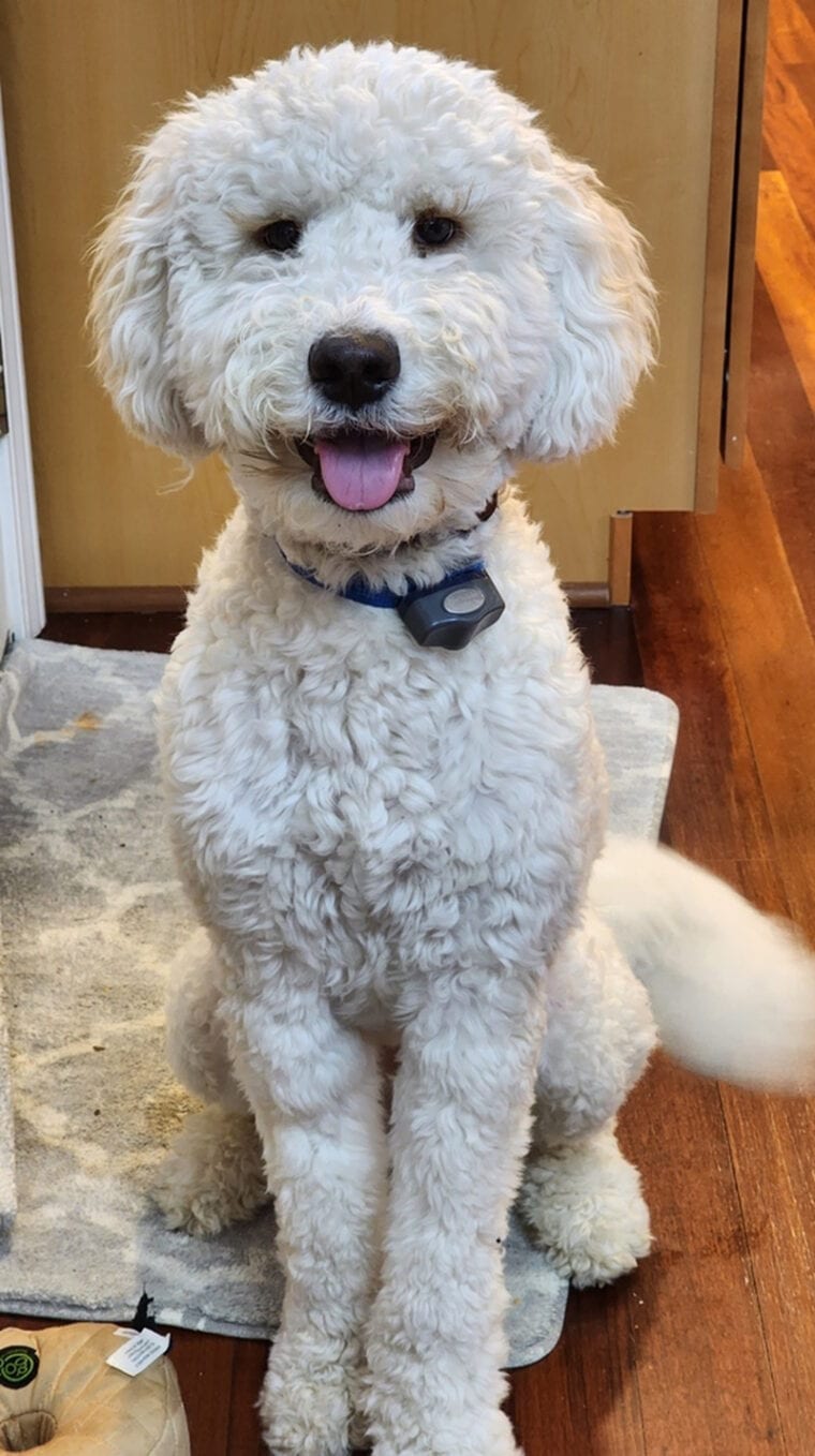 27 Dog Breeds That Start with N (with Pictures) - Complete List ...