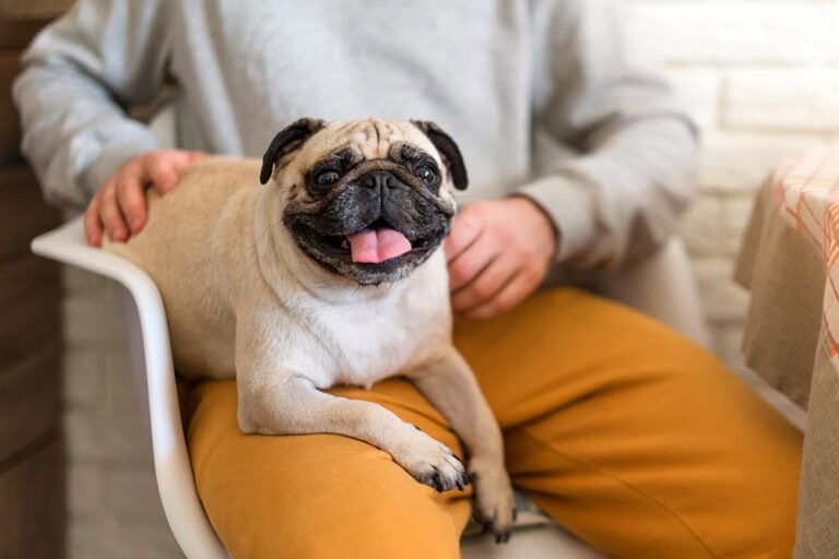 15 Small Dog Breeds With Big Dog Personality: Pictures & Facts | Hepper ...