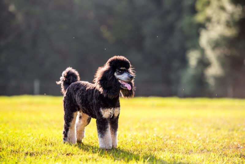 12 Guard Dog Breeds That Don't Shed: Vet-Reviewed Info & Pictures ...
