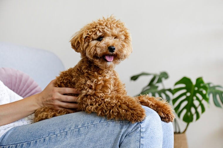 Top 32 Lap Dog Breeds (With Info & Pictures) | Hepper Pet Resources