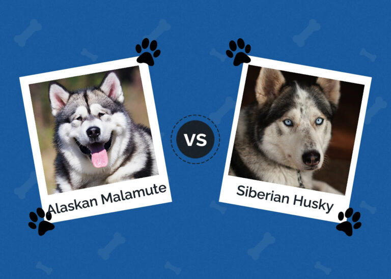Alaskan Malamute vs Siberian Husky: What's the Difference? (With ...