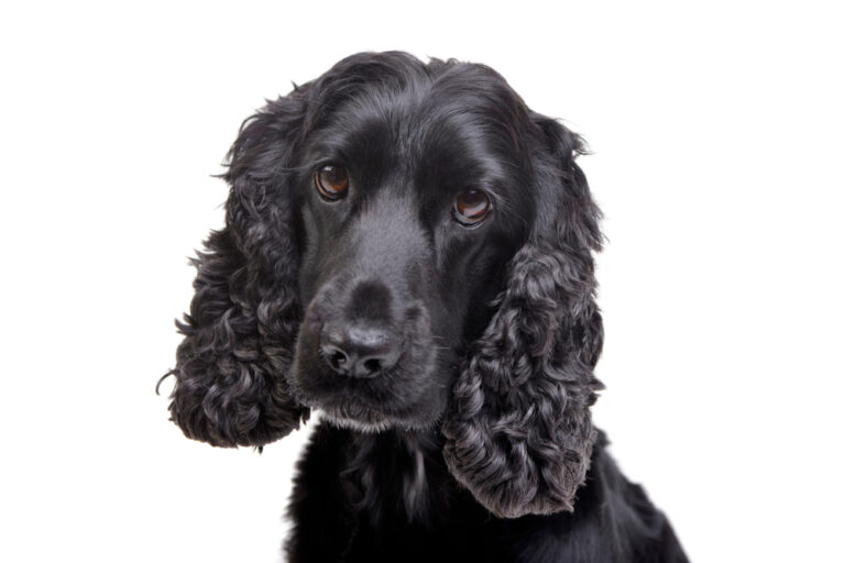 23 Cocker Spaniel Colors & Patterns (With Pictures) | Hepper Pet Resources