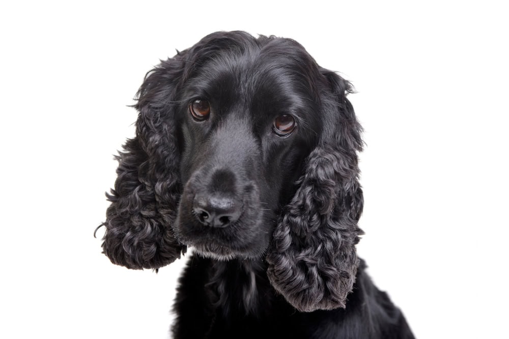 23 Cocker Spaniel Colors & Patterns (With Pictures) | Hepper Pet Resources