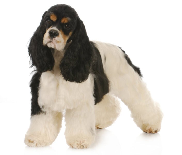 23 Cocker Spaniel Colors & Patterns (With Pictures) | Hepper Pet Resources