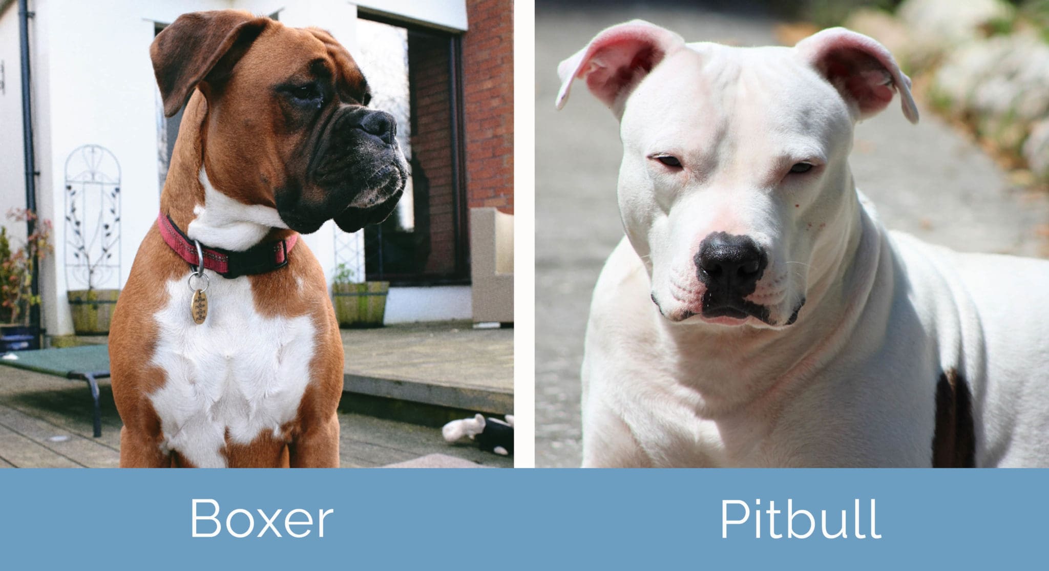 Boxers vs Pit Bulls: What Are the Differences? (With Pictures) | Hepper ...