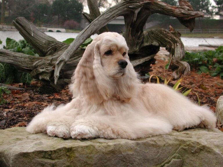 23 Cocker Spaniel Colors & Patterns (With Pictures) | Hepper Pet Resources