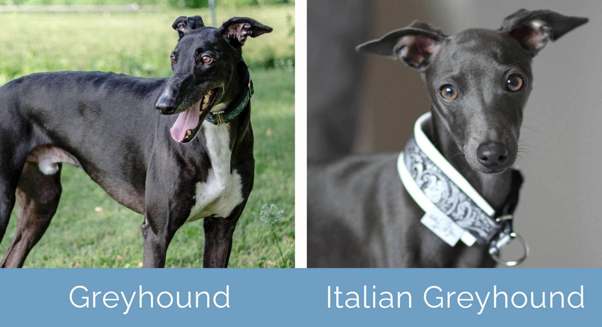 Greyhound vs. Italian Greyhound: What’s the Difference? | Hepper Pet ...