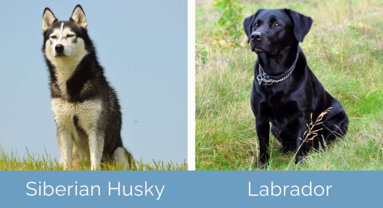 Husky vs. Labrador: What Are the Differences? (With Pictures) | Hepper ...