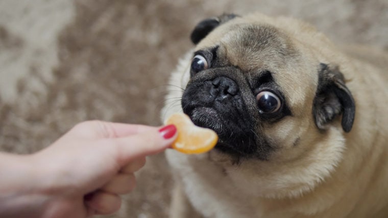 What Can Pugs Eat? 4 Vet Approved Options & What to Avoid | Hepper Pet ...