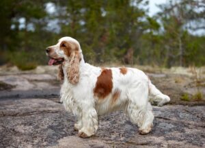 23 Cocker Spaniel Colors & Patterns (With Pictures) | Hepper Pet Resources