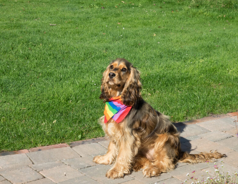 23 Cocker Spaniel Colors & Patterns (With Pictures) | Hepper Pet Resources