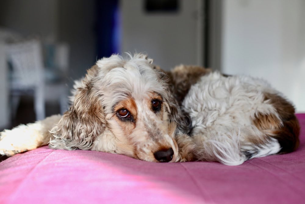 23 Cocker Spaniel Colors & Patterns (With Pictures) | Hepper Pet Resources