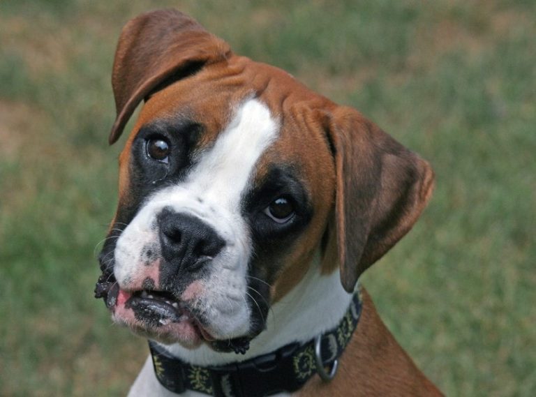What Were Boxers Bred For? Origins, Jobs & History | Hepper Pet Resources