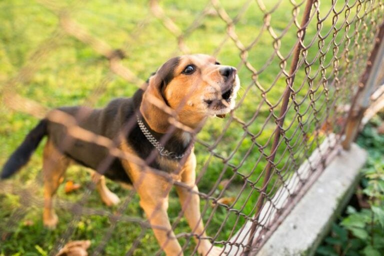 How to Dog-Proof a Fence - 9 Great Options (With Pictures) | Hepper Pet ...