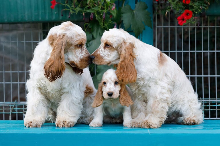 24 Cocker Spaniel Colors & Patterns (With Pictures) | Hepper Pet Resources