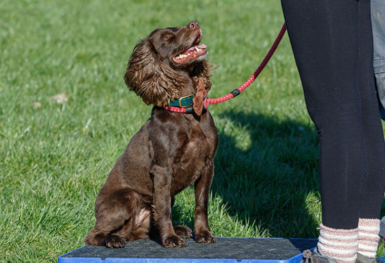 24 Cocker Spaniel Colors & Patterns (With Pictures) | Hepper Pet Resources