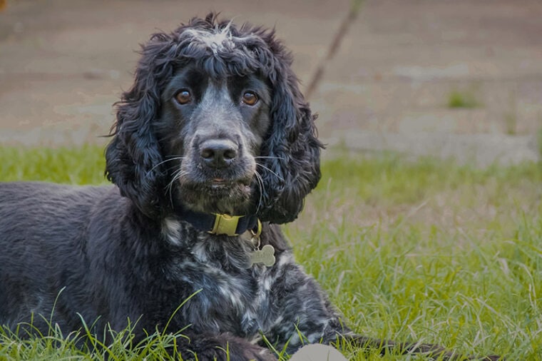 23 Cocker Spaniel Colors & Patterns (With Pictures) | Hepper Pet Resources
