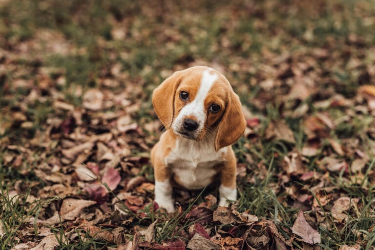 25 Beagle Coat Colors & Markings (With Pictures) | Hepper Pet Resources