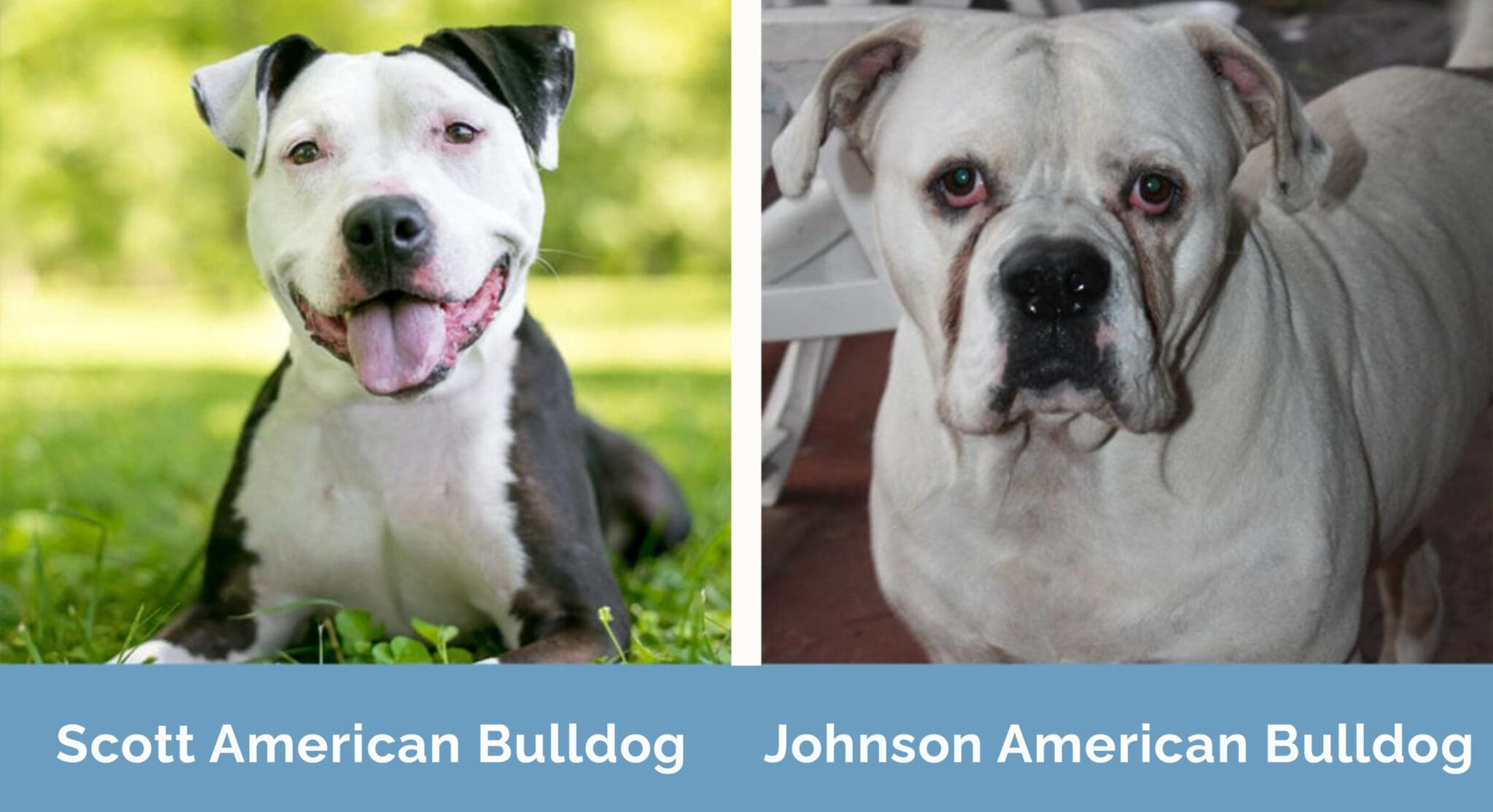 Scott vs Johnson American Bulldog: What’s the Difference? | Hepper Pet ...
