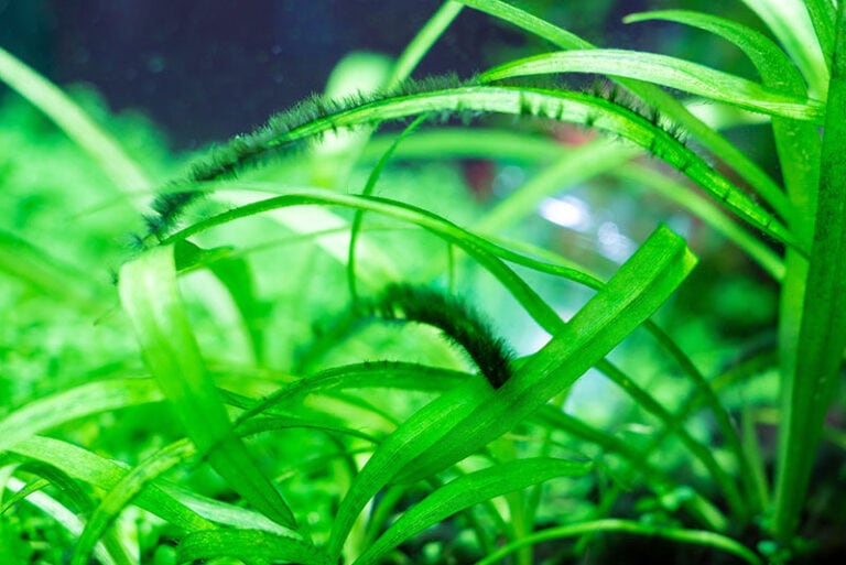 Pygmy Chain Sword: How to Plant & Grow (Complete Care Guide) | Hepper ...
