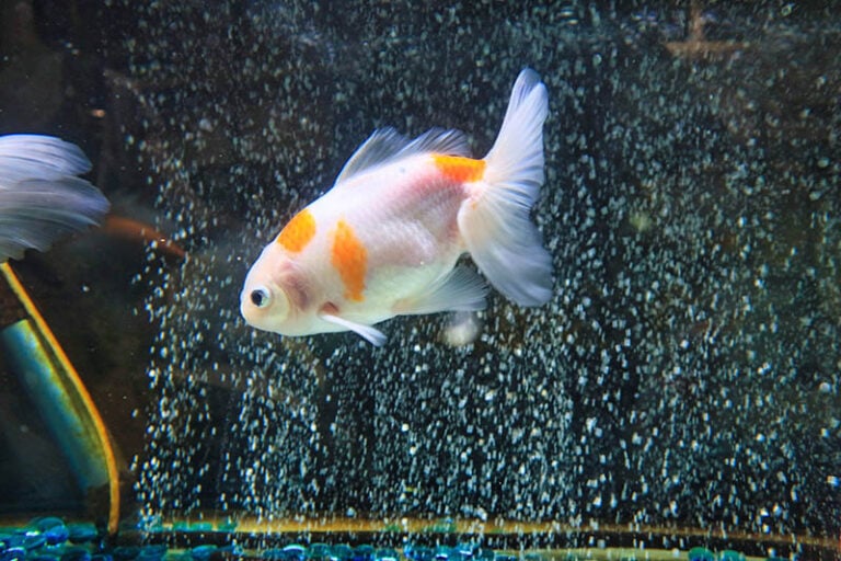 Goldfish Tank Size Guide: Vet-Approved Tips & Tricks | Hepper Pet Resources