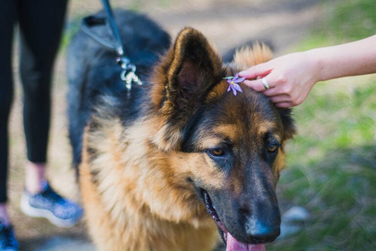 King Shepherd: Info, Pictures, Care Guide, Temperament & Traits ...
