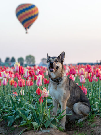 140 Adorable Flower Names for Dogs (With Meanings) | Hepper Pet Resources