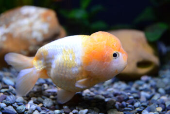 Ideal Water Parameters for Goldfish: 5 Vet-Approved Measurements ...