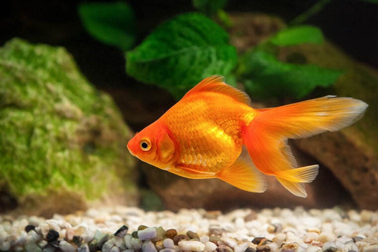 How Long Do Goldfish Live? Average Lifespan, Data & Care Guide | Hepper ...