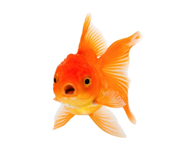 What Do Goldfish Eat? Vet-Approved Nutritional Science & Info | Hepper ...