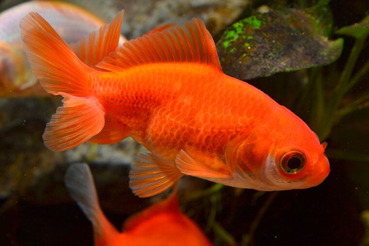 Wakin Goldfish: Pictures, Size, Care, Tank Setup, & More | Hepper Pet ...