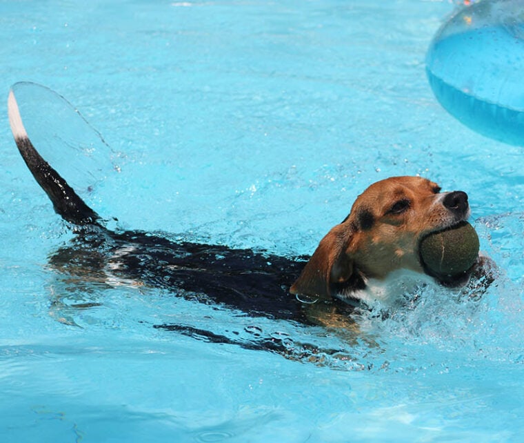 Pocket Beagle Dog Breed: Info, Pictures, Traits & More | Hepper Pet ...