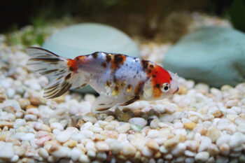 7 Causes of Aggressive Goldfish Behavior & Vet Approved Tips to Stop It ...