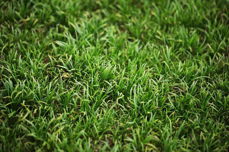 Pygmy Chain Sword: How to Plant & Grow (Complete Care Guide) | Hepper ...