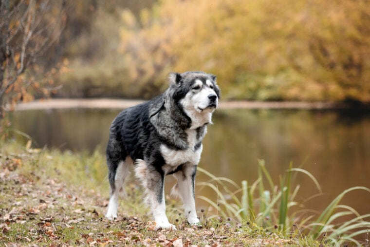 Wolamute (Gray Wolf & Alaskan Malamute Mix): Info, Pictures ...